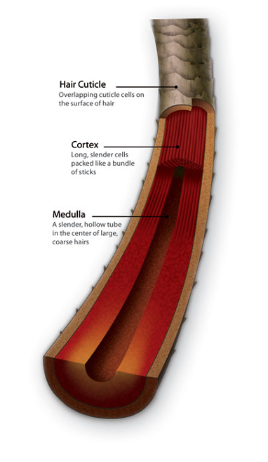 Structure of Hair. - TWorld Training